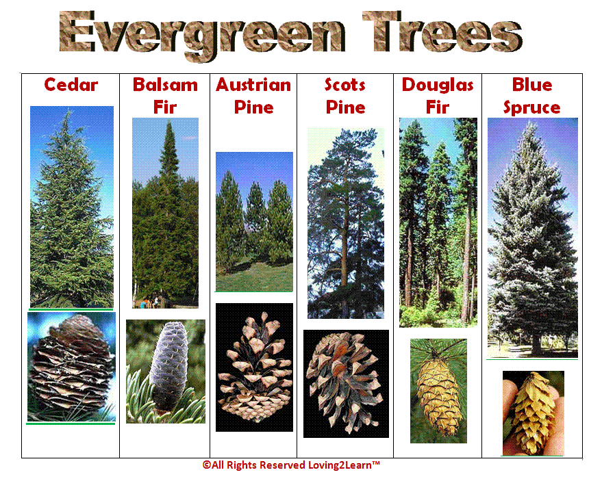Challenges Charts Science Charts Evergreen Trees